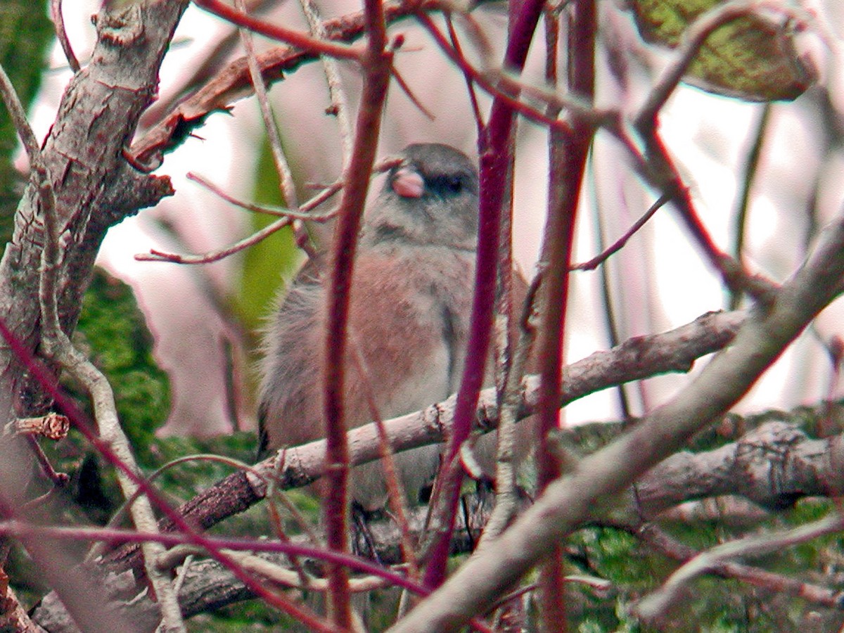 eBird Checklist - 28 Oct 2004 - Lye Creek Prairie Burn, aka The Burn ...