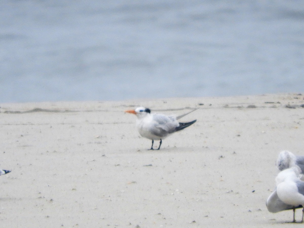 eBird Checklist - 13 Oct 2020 - Jones Beach SP--Field 6 - 11 species