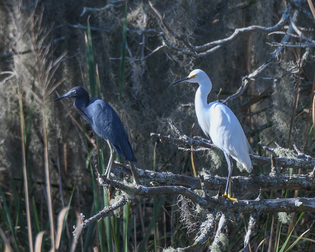 eBird Checklist - 14 Oct 2020 - Caw Caw Interpretive Center - 35 ...