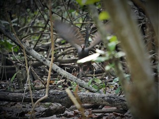 Tanimbar Megapode - eBird