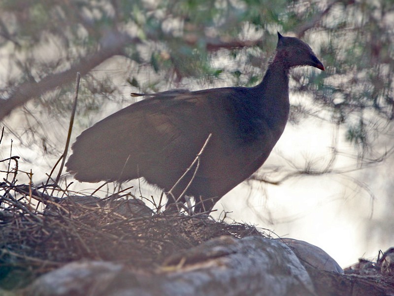 Tanimbar Megapode - Megapodius tenimberensis - Birds of the World