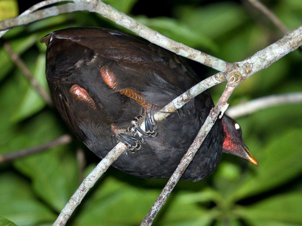 Biak Megapode - eBird