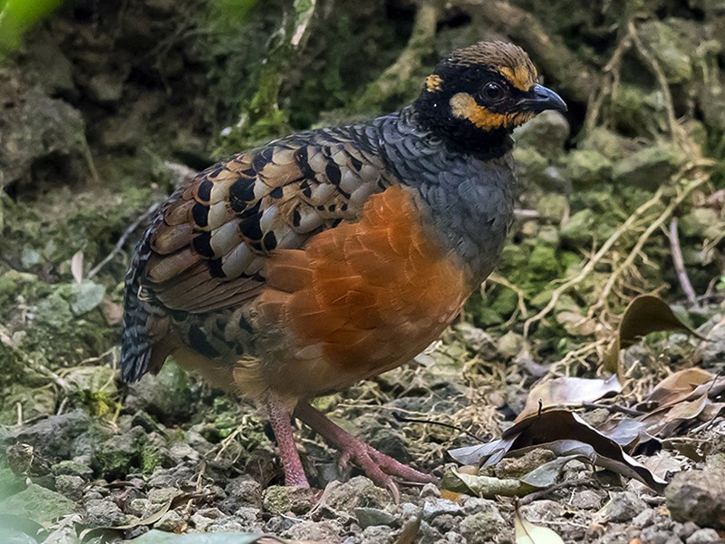 Chestnut-bellied Partridge - eBird