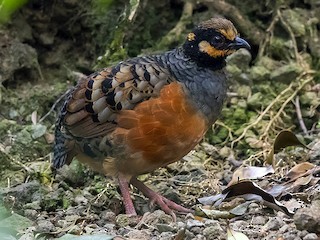 Chestnut-bellied Partridge - eBird
