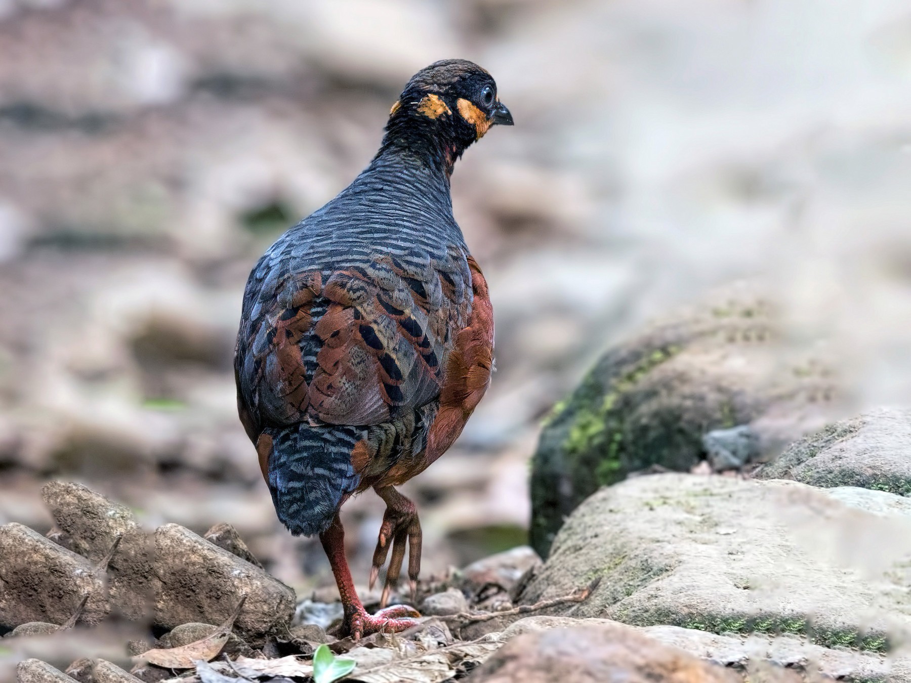 Chestnut-bellied Partridge - eBird