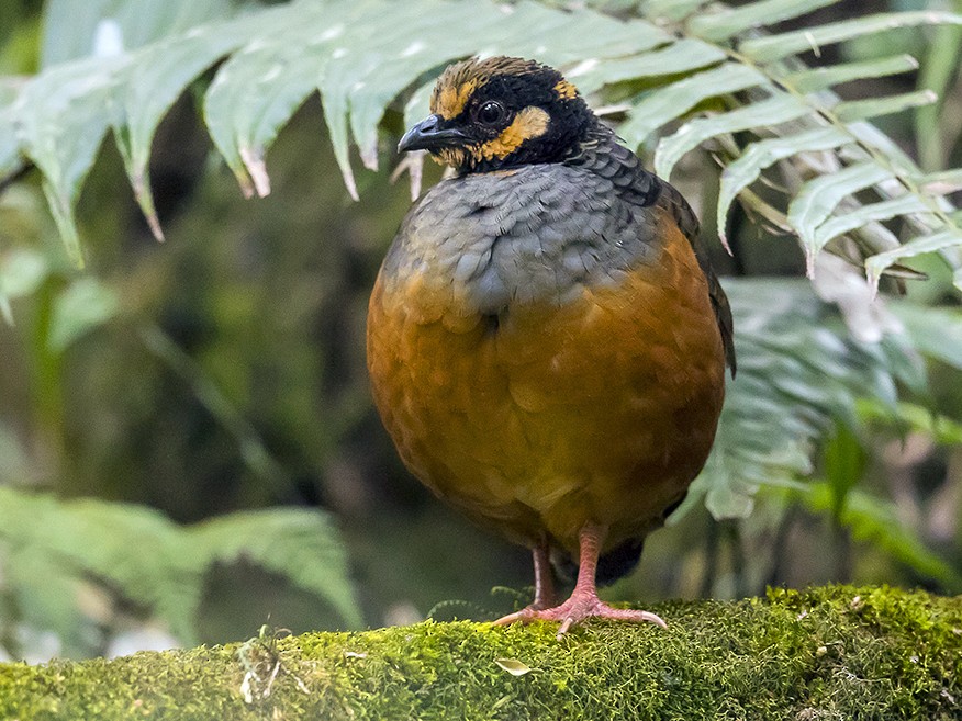 Chestnut-bellied Partridge - eBird