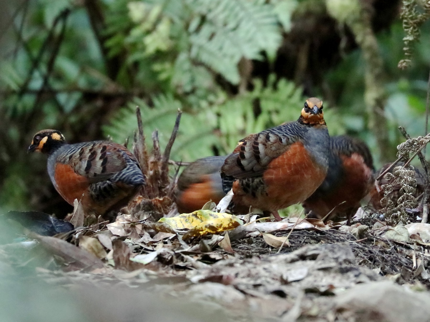 Chestnut-bellied Partridge - eBird