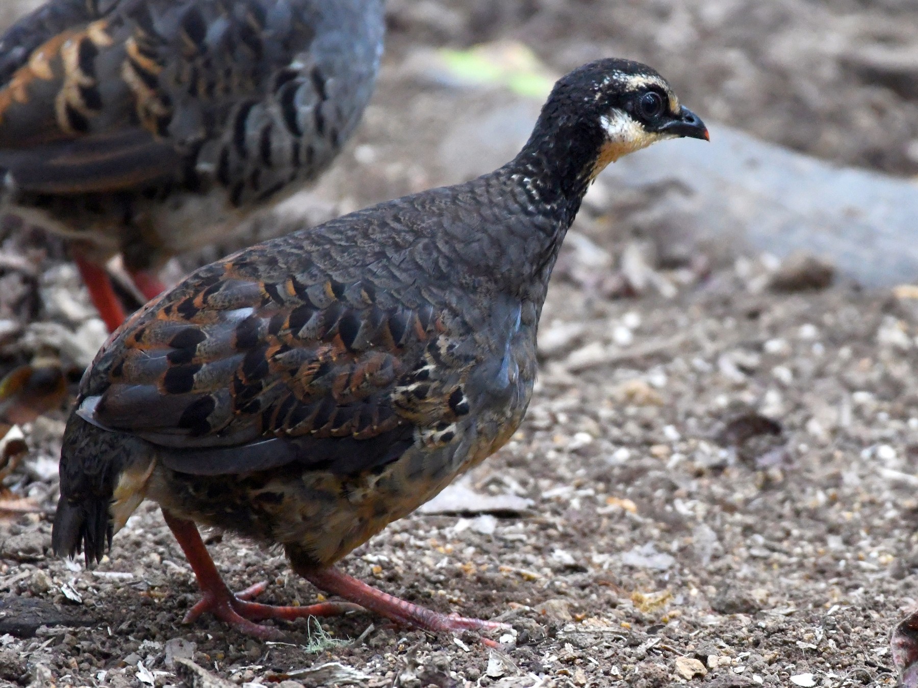 Gray-breasted Partridge - eBird