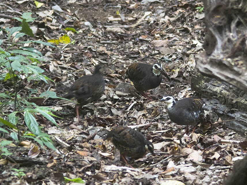 Gray-breasted Partridge - eBird