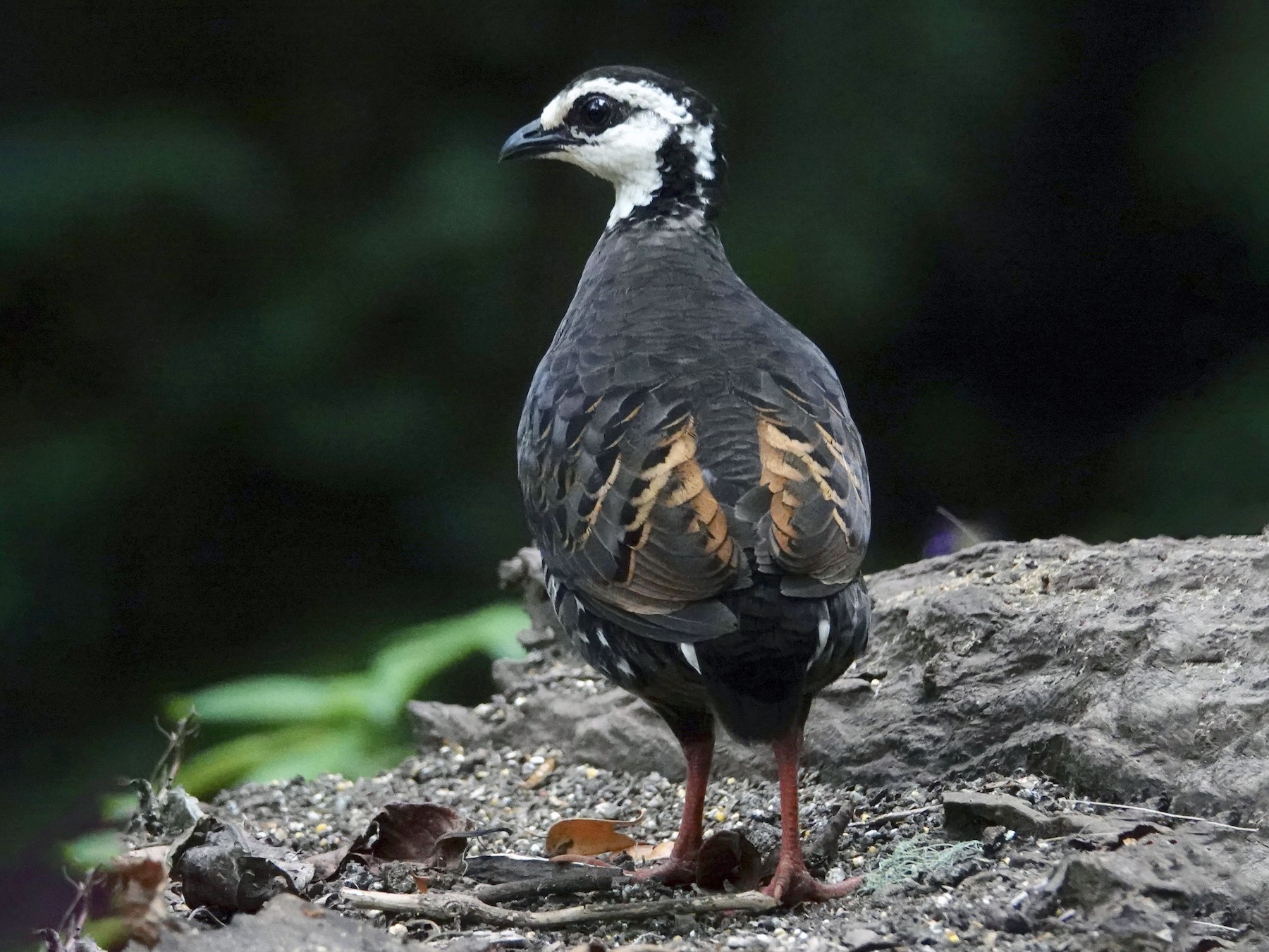 Grey-breasted Partridge - eBird