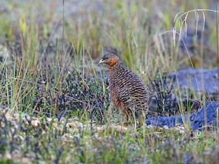 Snow Mountain Quail - eBird