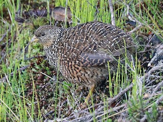 Snow Mountain Quail - eBird