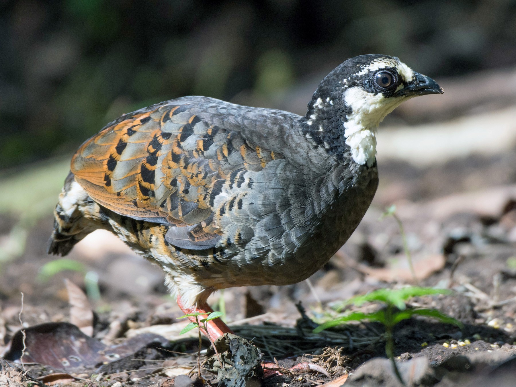 Gray-breasted Partridge - eBird