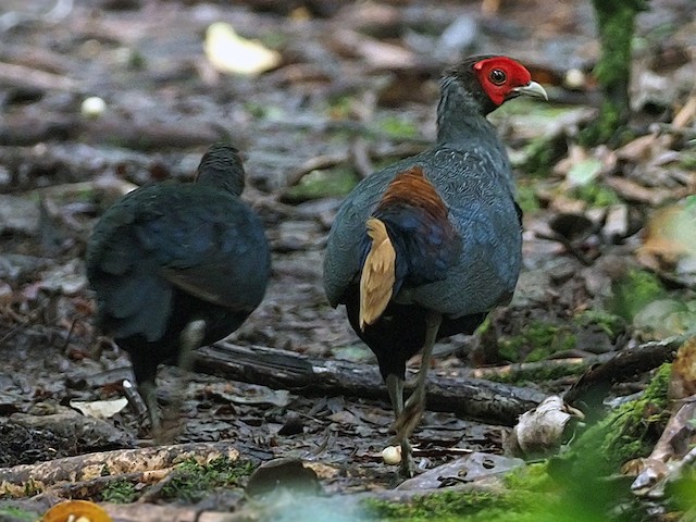 Photos - Bornean Crestless Fireback - Lophura pyronota - Birds of the World