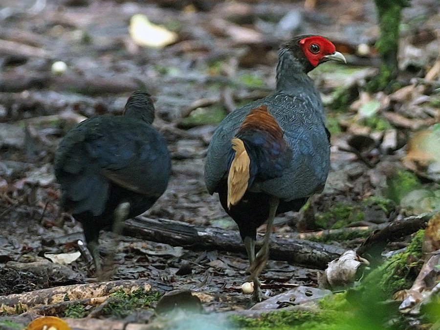 Bornean Crestless Fireback - eBird