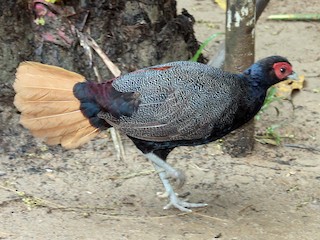 Malayan Crestless Fireback - eBird