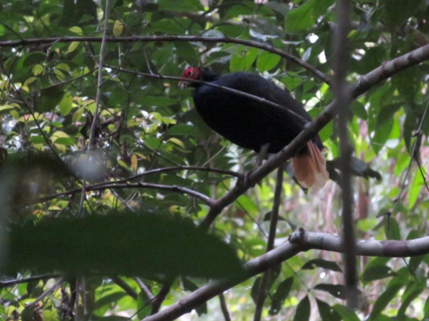 Malayan Crestless Fireback - eBird