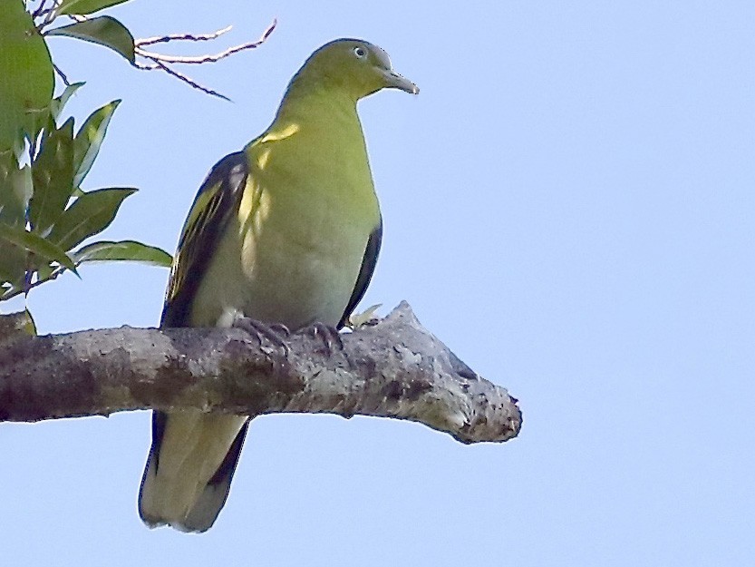 Buru Green-Pigeon - Treron aromaticus - Birds of the World