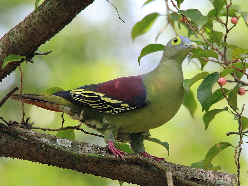 Gray-cheeked Green-Pigeon - eBird