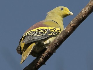 Sumba Green-Pigeon - eBird