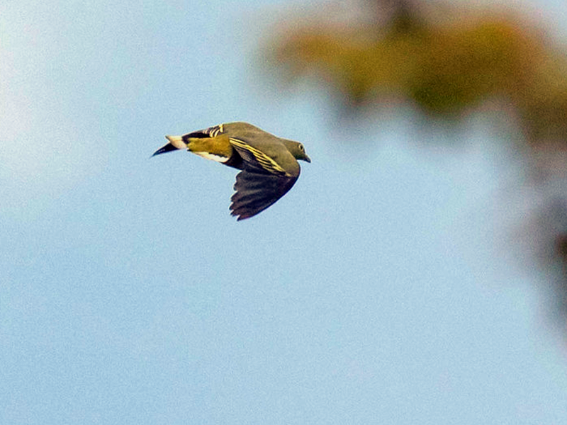 Timor Green-Pigeon - eBird