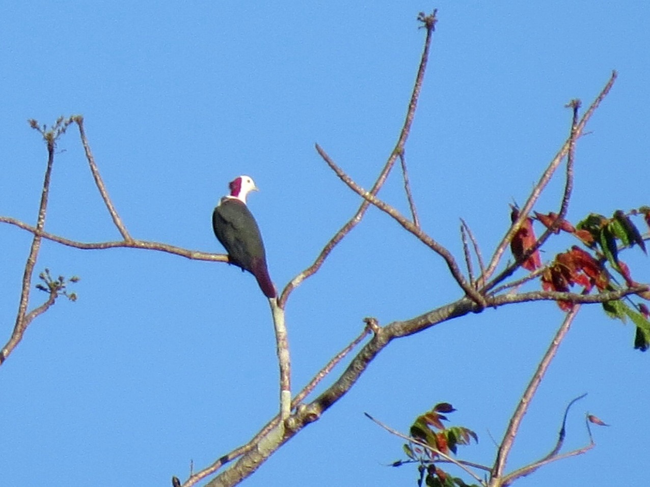Red-naped Fruit-Dove - eBird