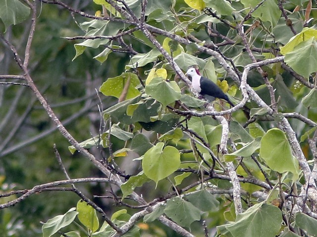 Photos - Red-naped Fruit-Dove - Ptilinopus dohertyi - Birds of the World