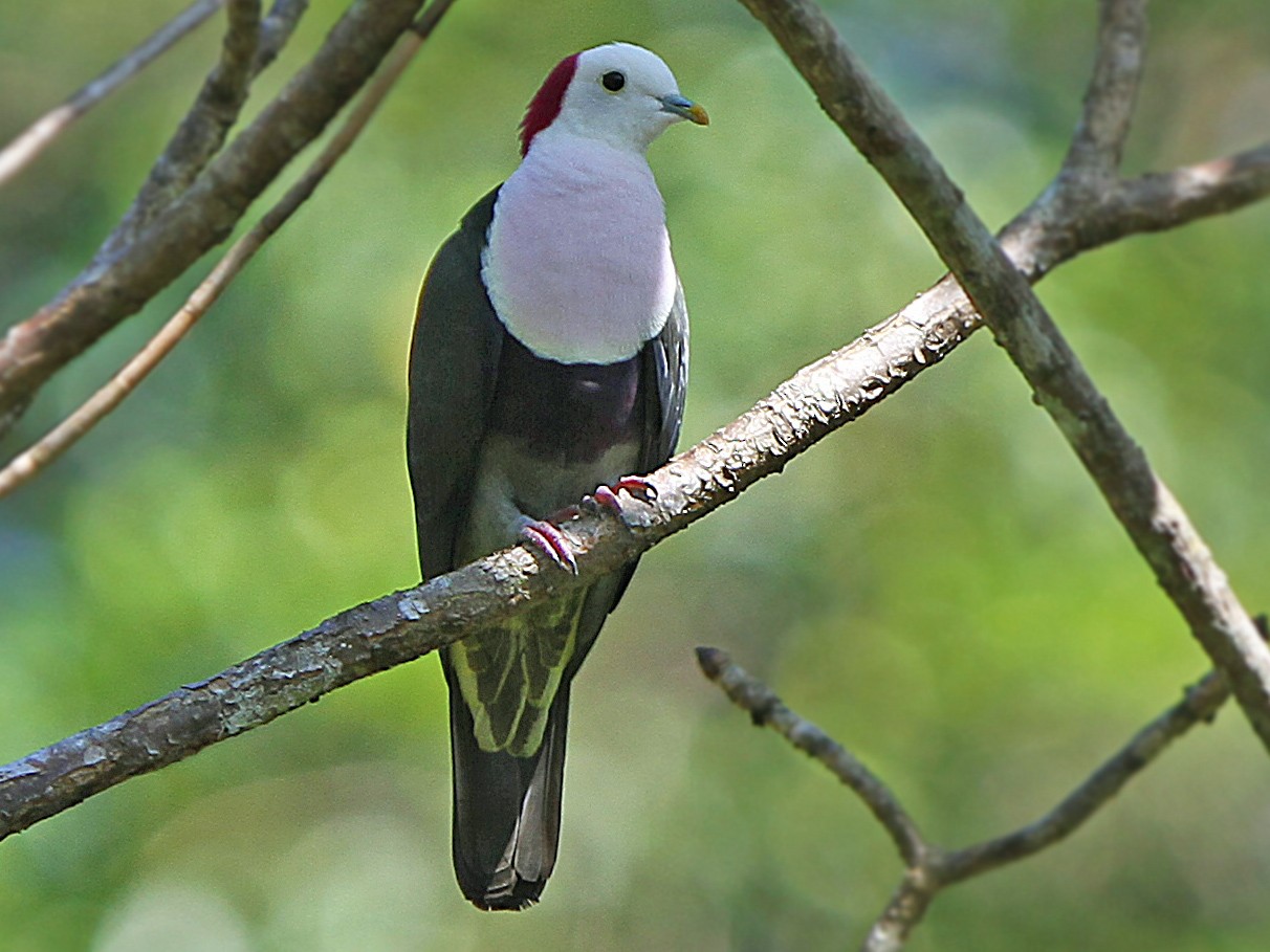 Red-naped Fruit-Dove - eBird