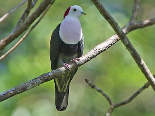 Red-naped Fruit-Dove - Ptilinopus dohertyi - Birds of the World