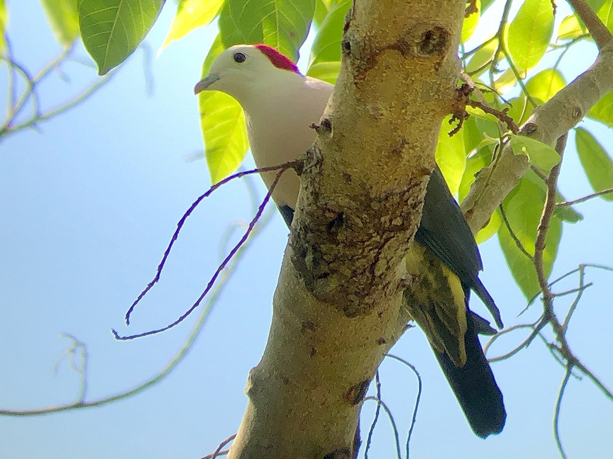 Red-naped Fruit-Dove - eBird