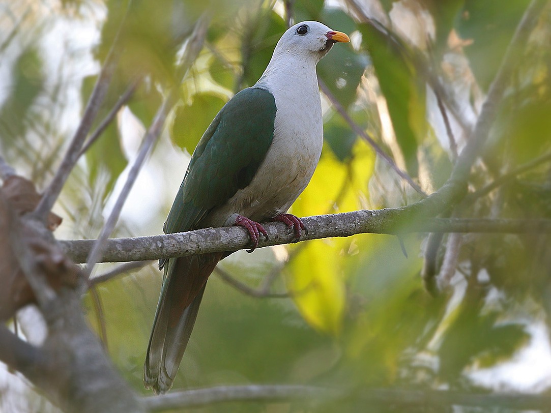 Banggai Fruit-Dove - Ramphiculus subgularis - Birds of the World