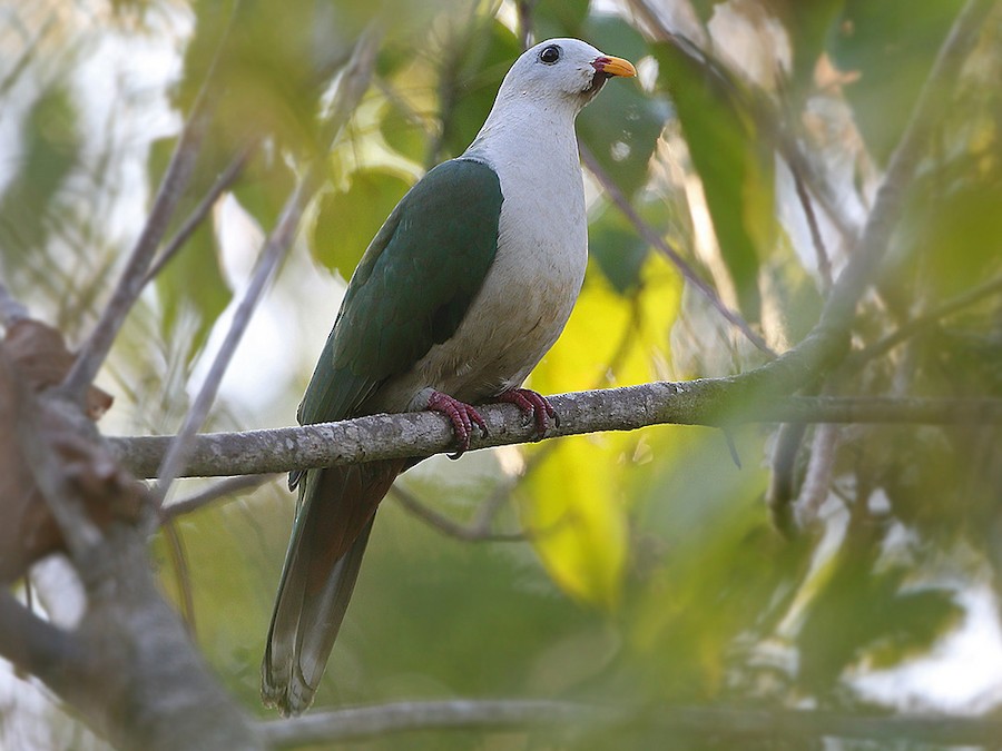 Banggai Fruit-Dove - eBird