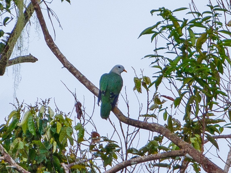 Banggai Fruit-Dove - eBird