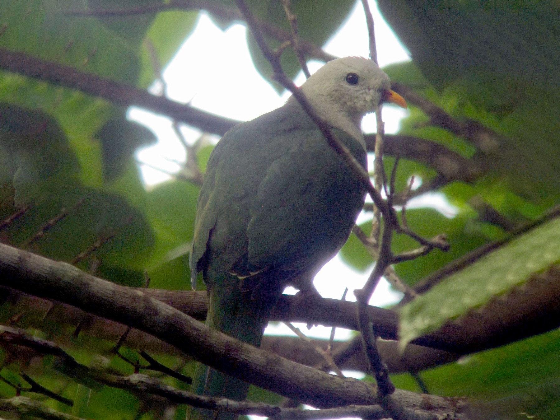 Banggai Fruit-Dove - eBird