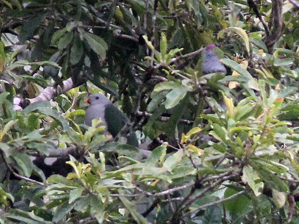 Banggai Fruit-Dove - eBird
