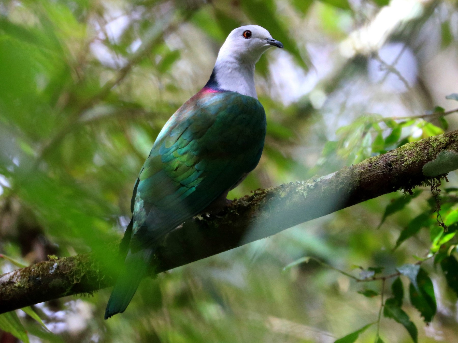 Gray-headed Imperial-Pigeon - eBird