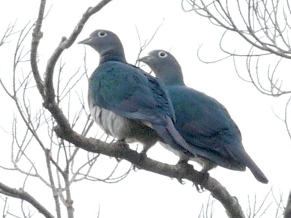 Spectacled Imperial-Pigeon - eBird
