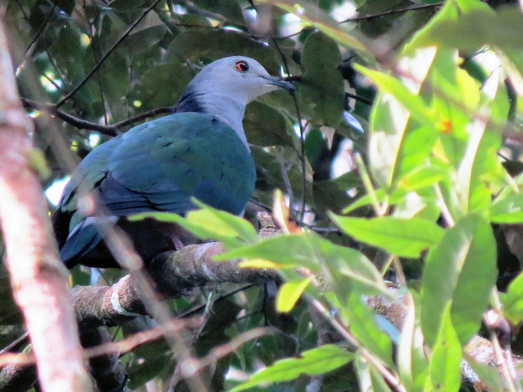 Grey-headed Imperial Pigeon - eBird