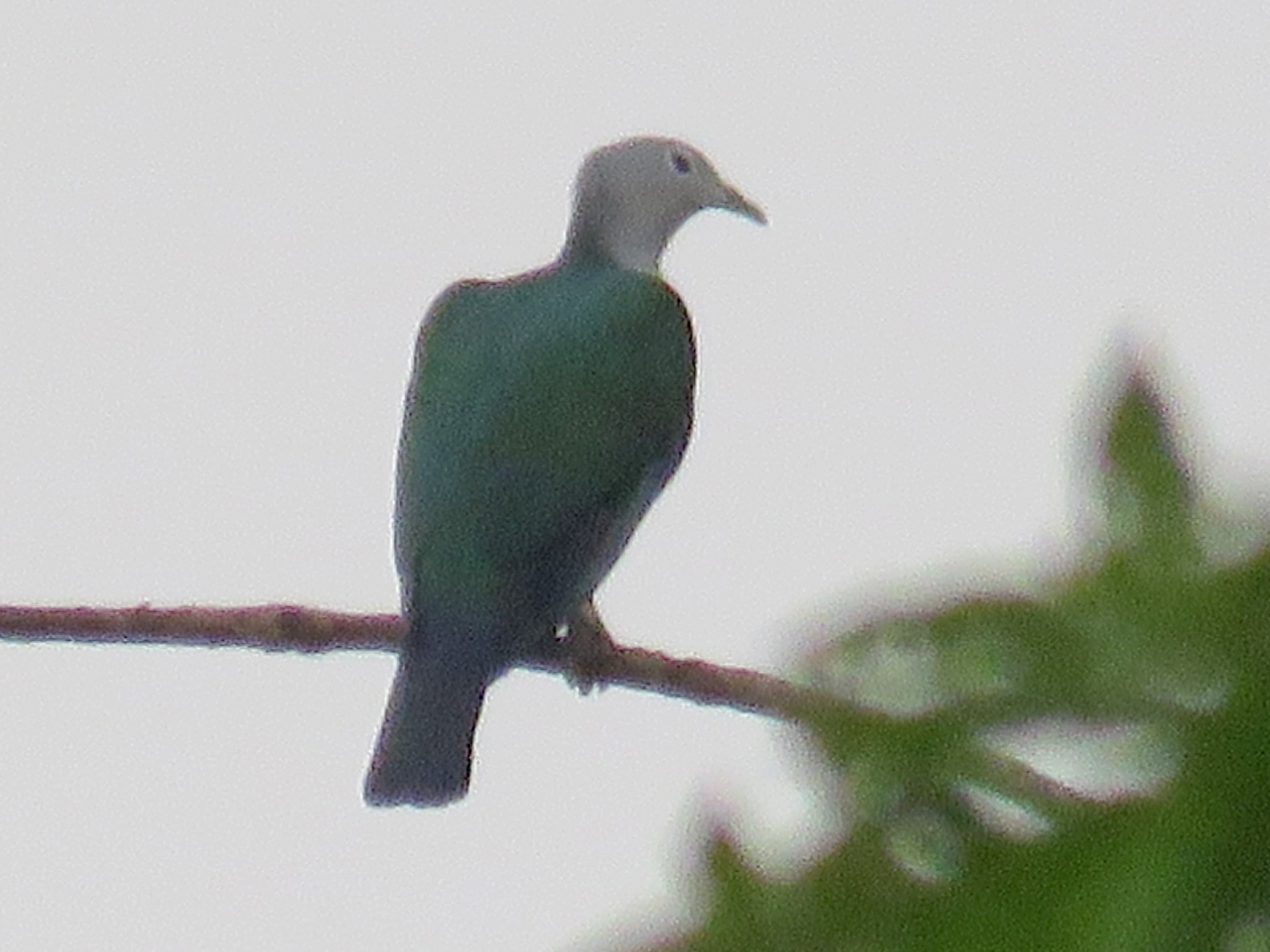 Seram Imperial-Pigeon - eBird