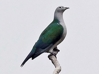 Seram Imperial-Pigeon - Ducula neglecta - Birds of the World