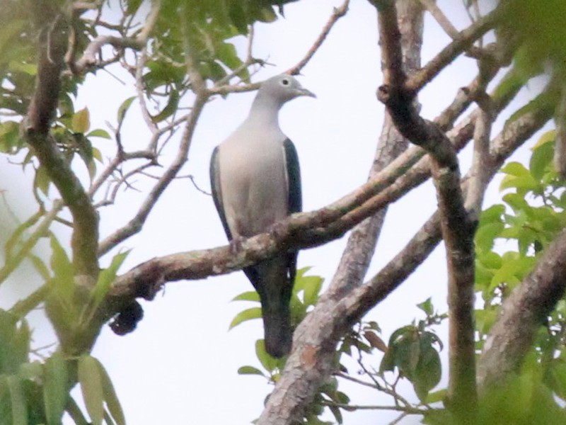 Seram Imperial-Pigeon - eBird