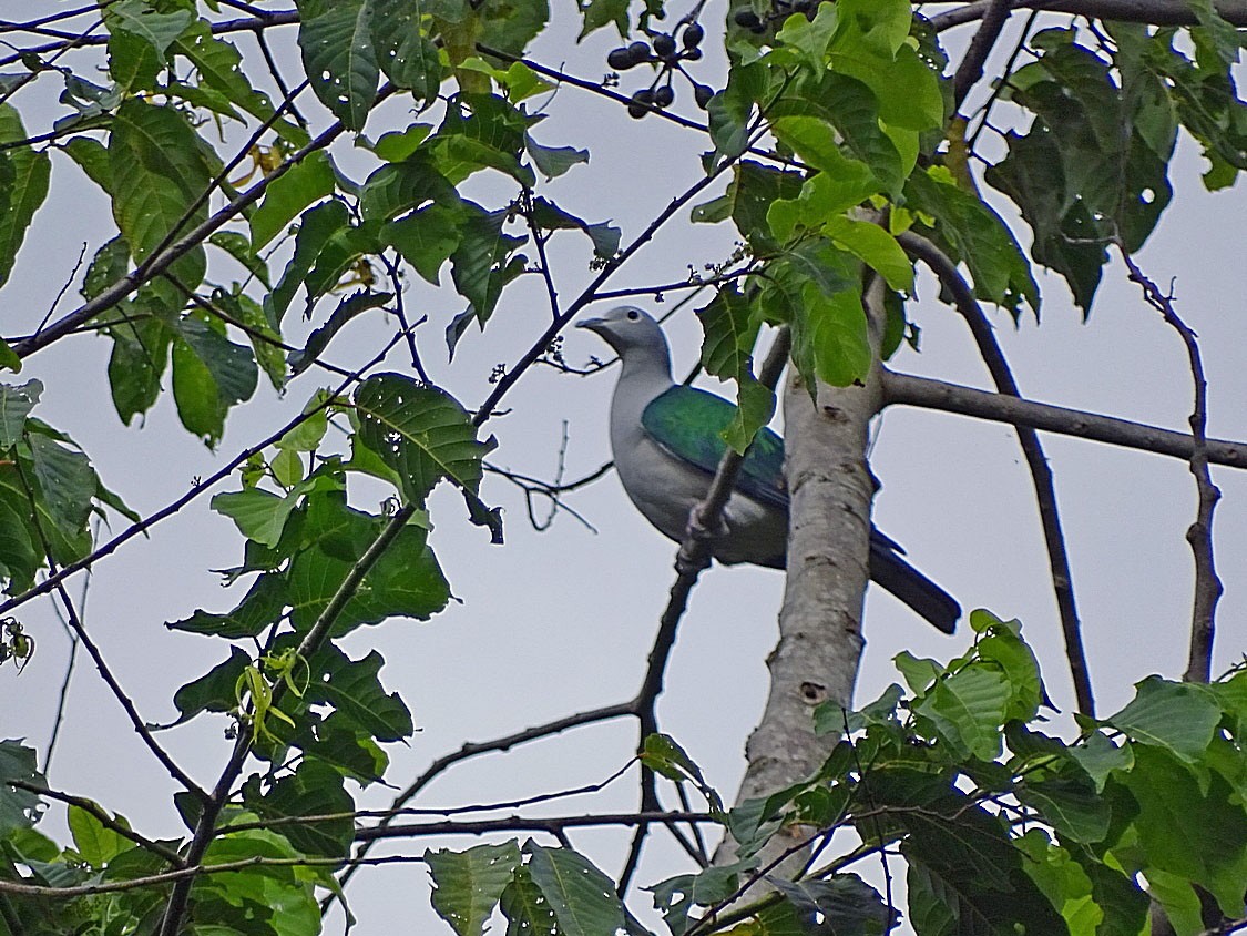 Seram Imperial-Pigeon - eBird