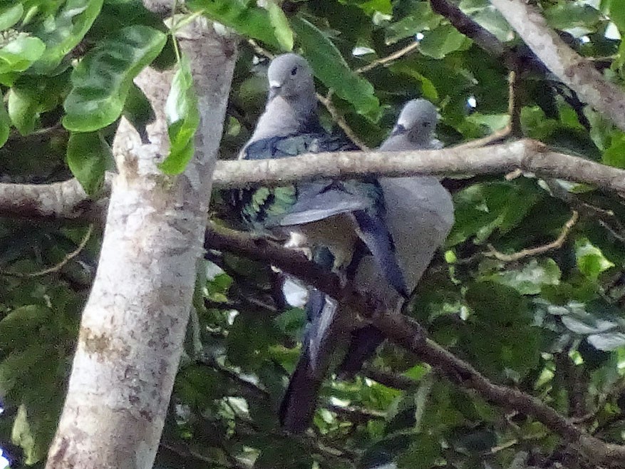 Seram Imperial-Pigeon - eBird