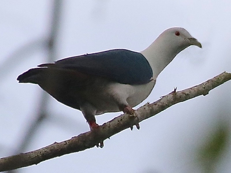 Elegant Imperial-Pigeon - eBird