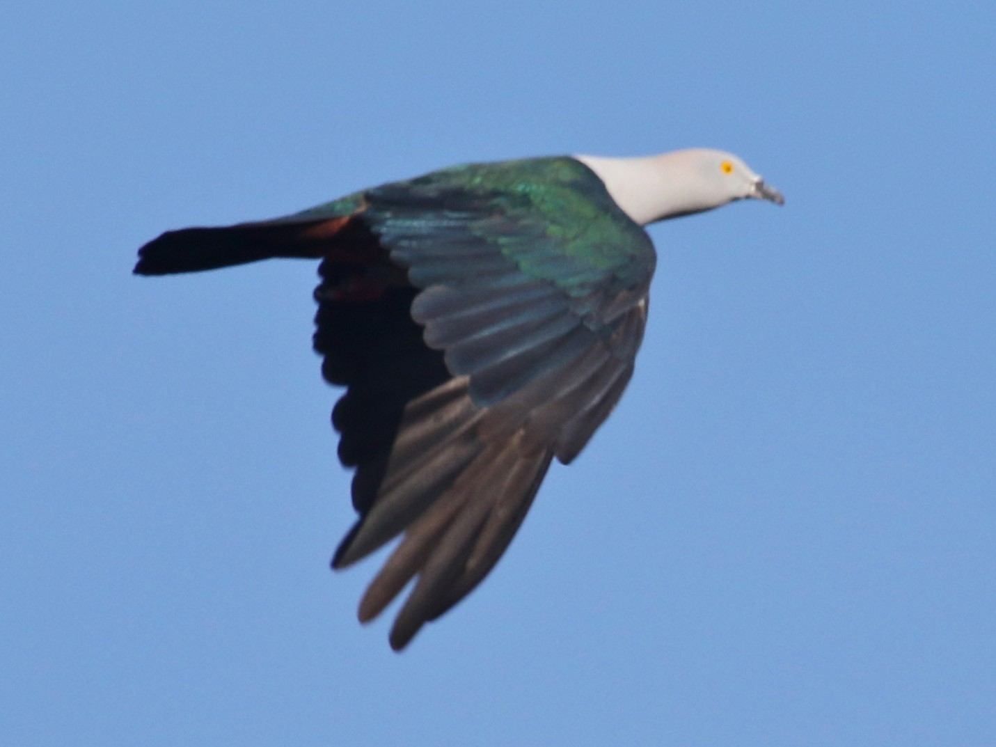elegant imperial-pigeon - eBird