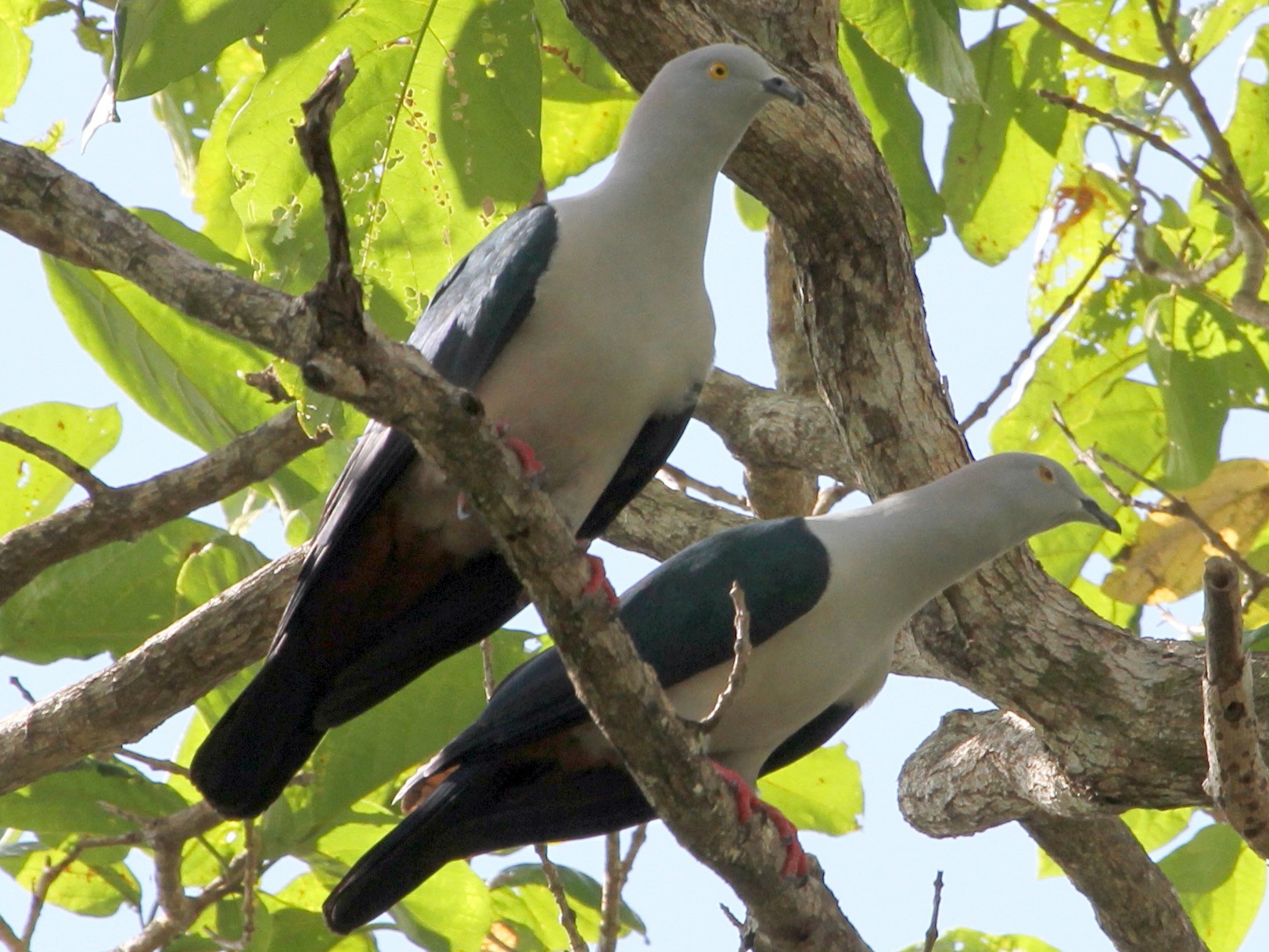Elegant Imperial-Pigeon - eBird