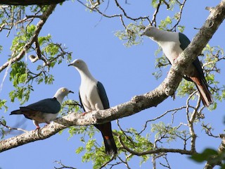 Elegant Imperial-Pigeon - eBird