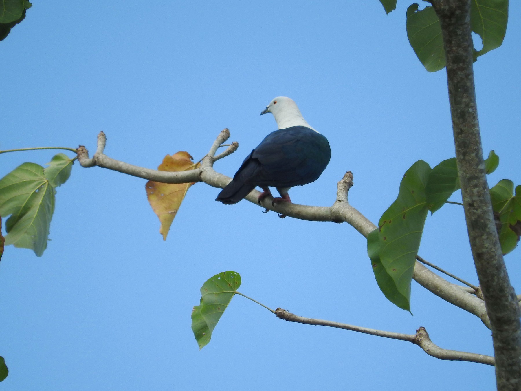 Dúcula Coliazul - eBird