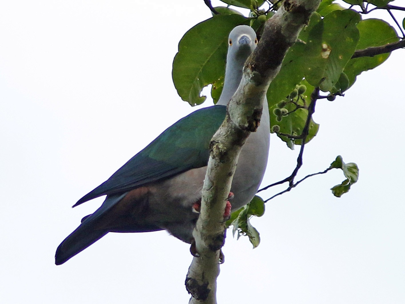 Spice Imperial-Pigeon (Grey-naped) - eBird