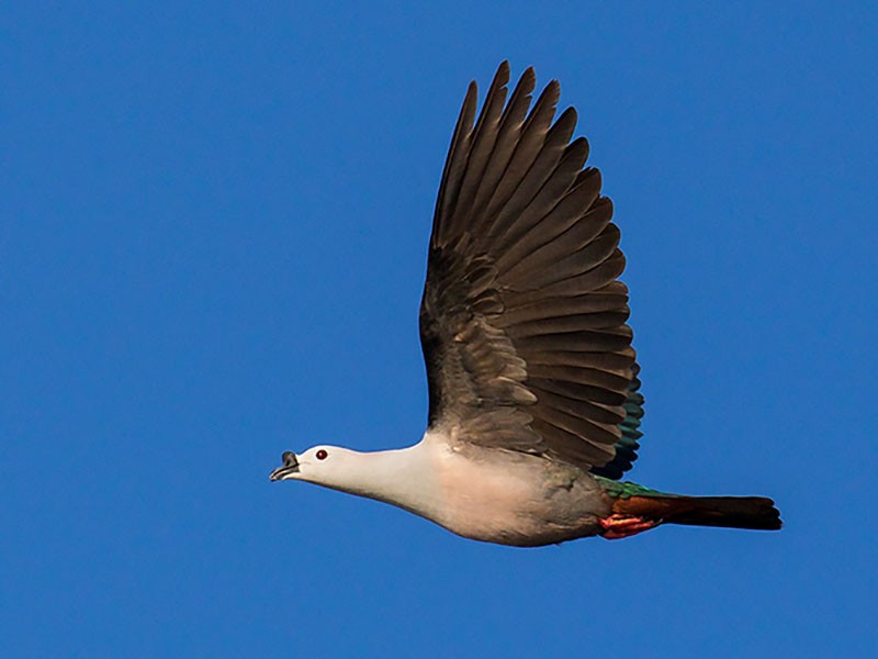 Spice Imperial-Pigeon - eBird